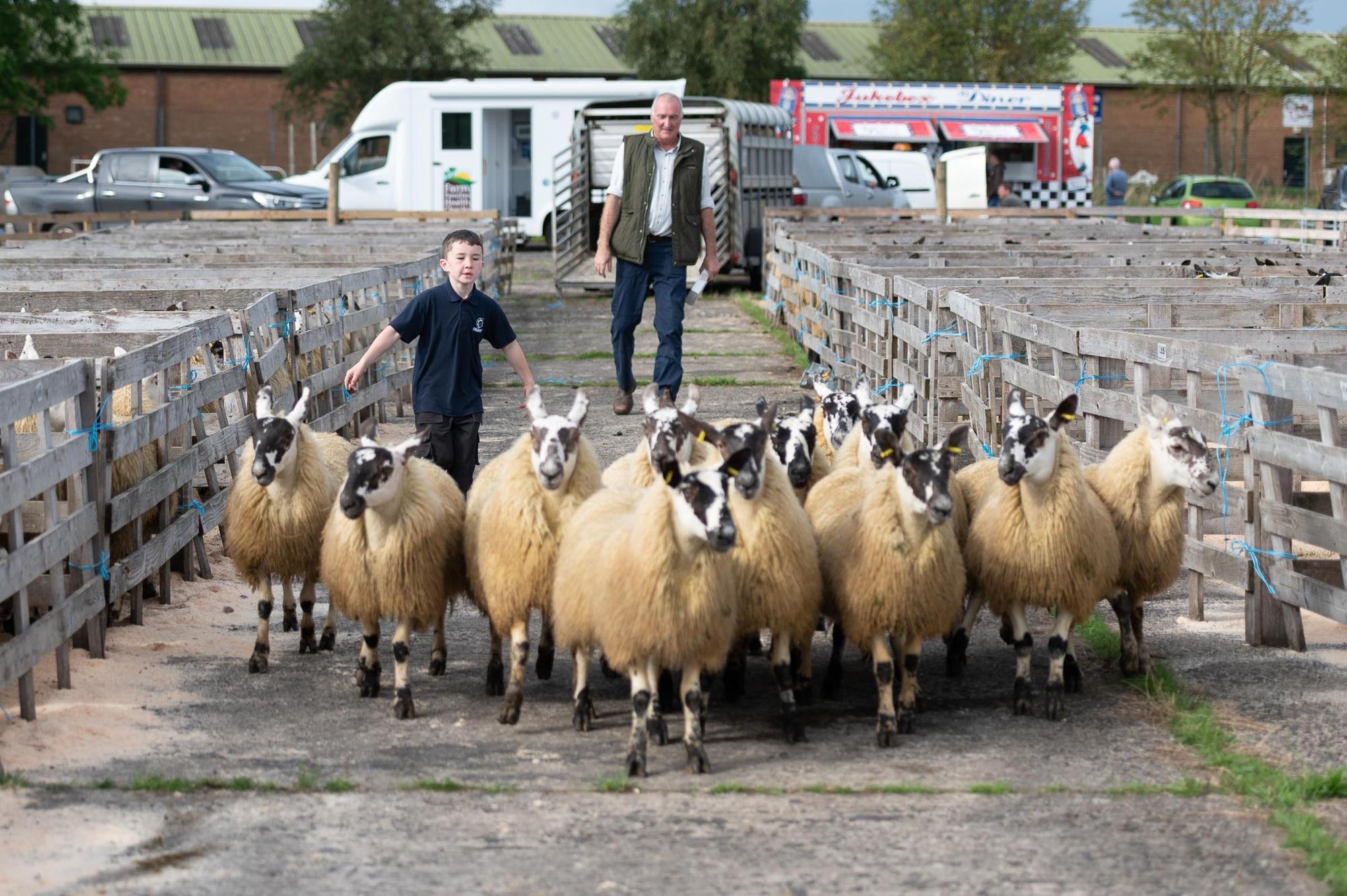 In Pictures: Outdoor sheep show and sale at Aghanloo
